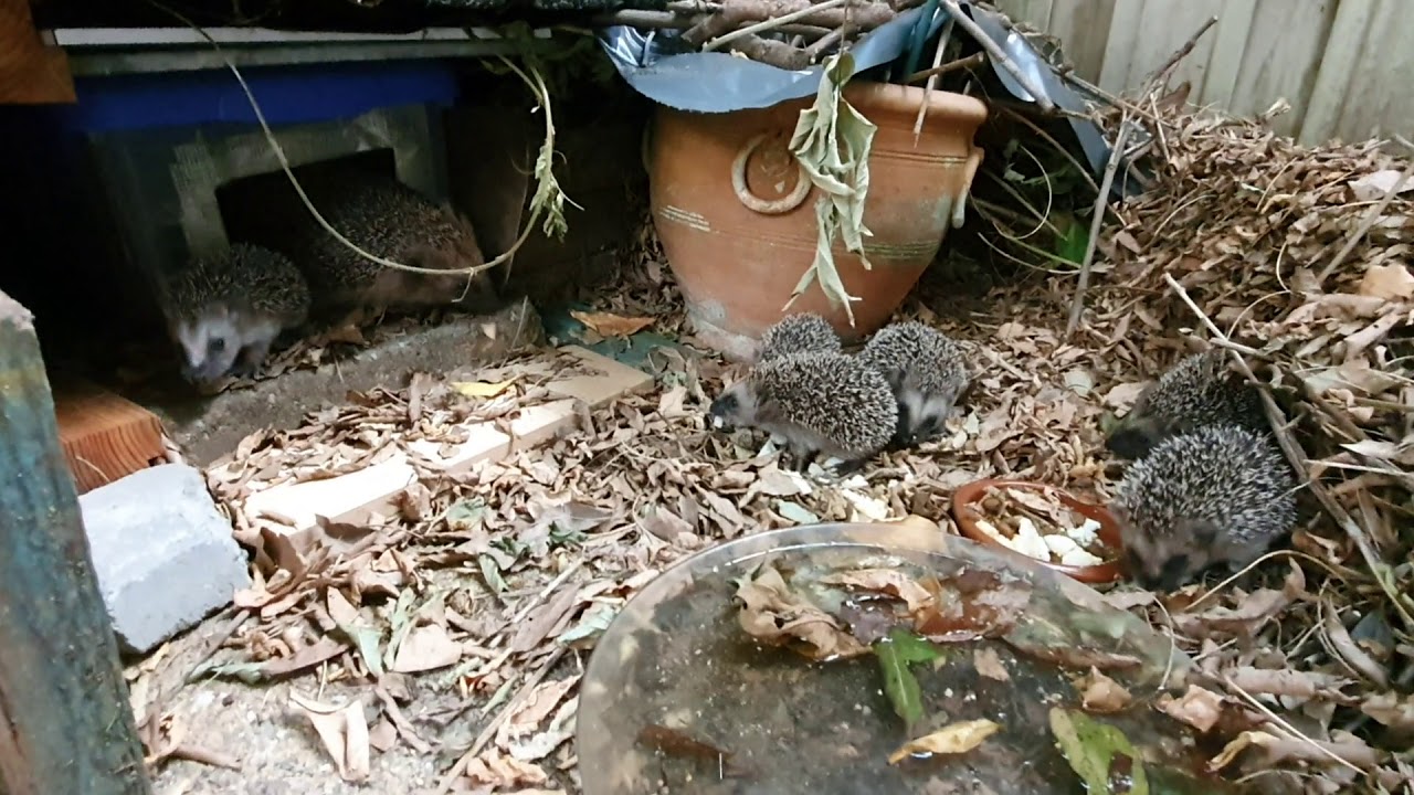 The Whole Hedgehog Family 2 - YouTube