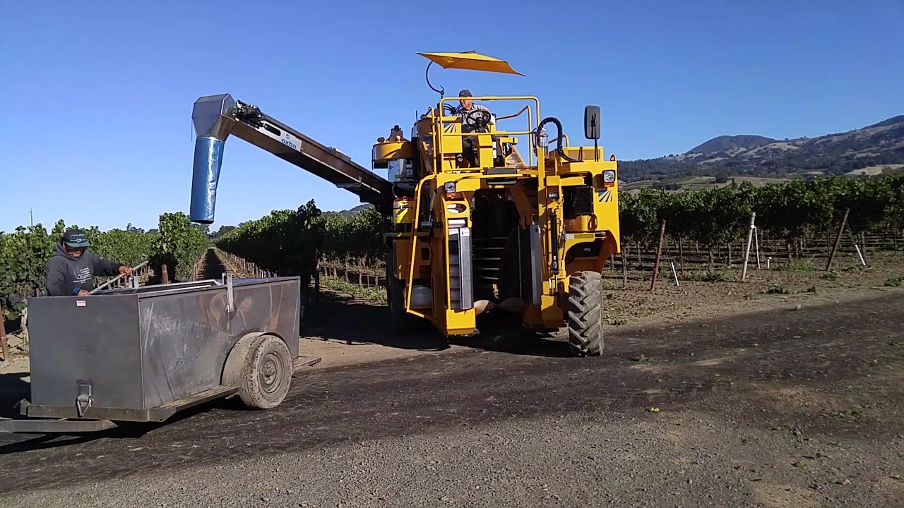 Picking Grapes - YouTube