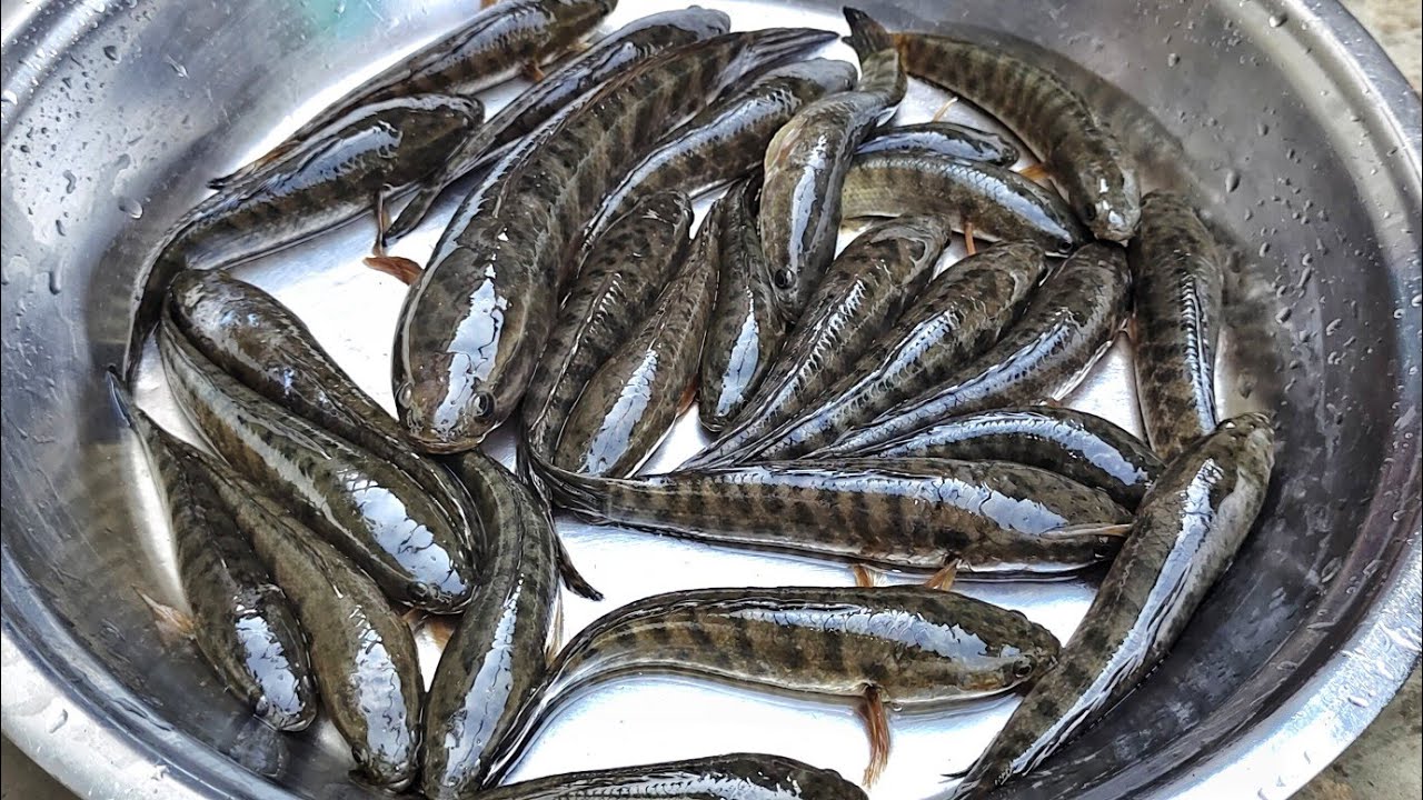 गरई मछली और सहजन मिलाकर इस तरह से बनाएगी लोग खाने पर मजबूर हो जाए ...