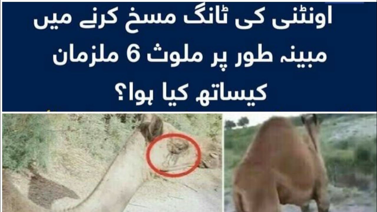 camel leg cut | camel leg cutting video #camel videos - YouTube