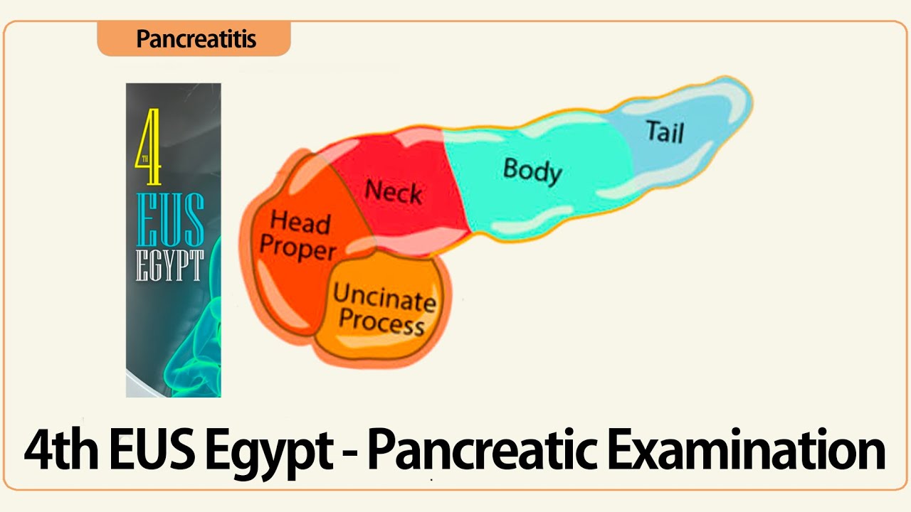 4th EUS Egypt - Linear EUS Examination of the Pancreas from the Stomach ...