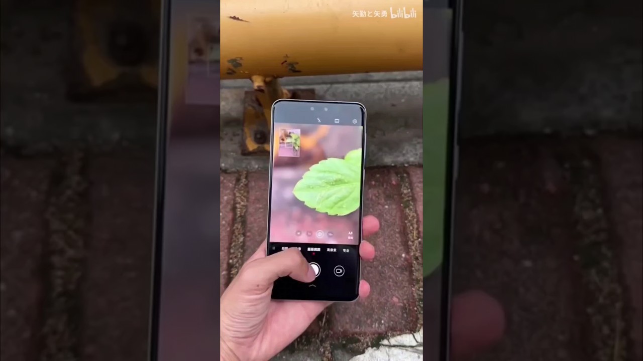 Huawei Mate 60 pro super macro (camera test) #huawei #huaweimate60 #shorts
