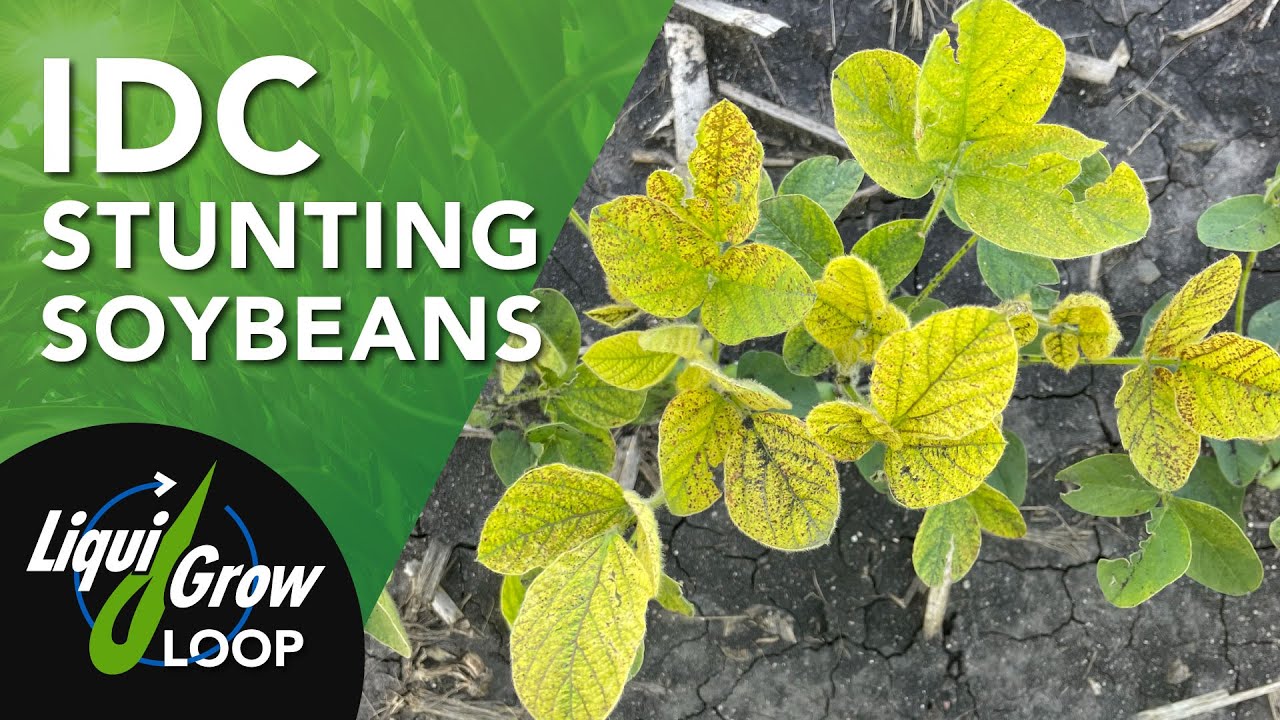 How to Stop Iron Deficiency Chlorosis (IDC) in your Soybean Fields ...