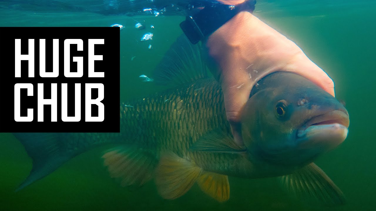 Big Chub float fishing masterclass - YouTube