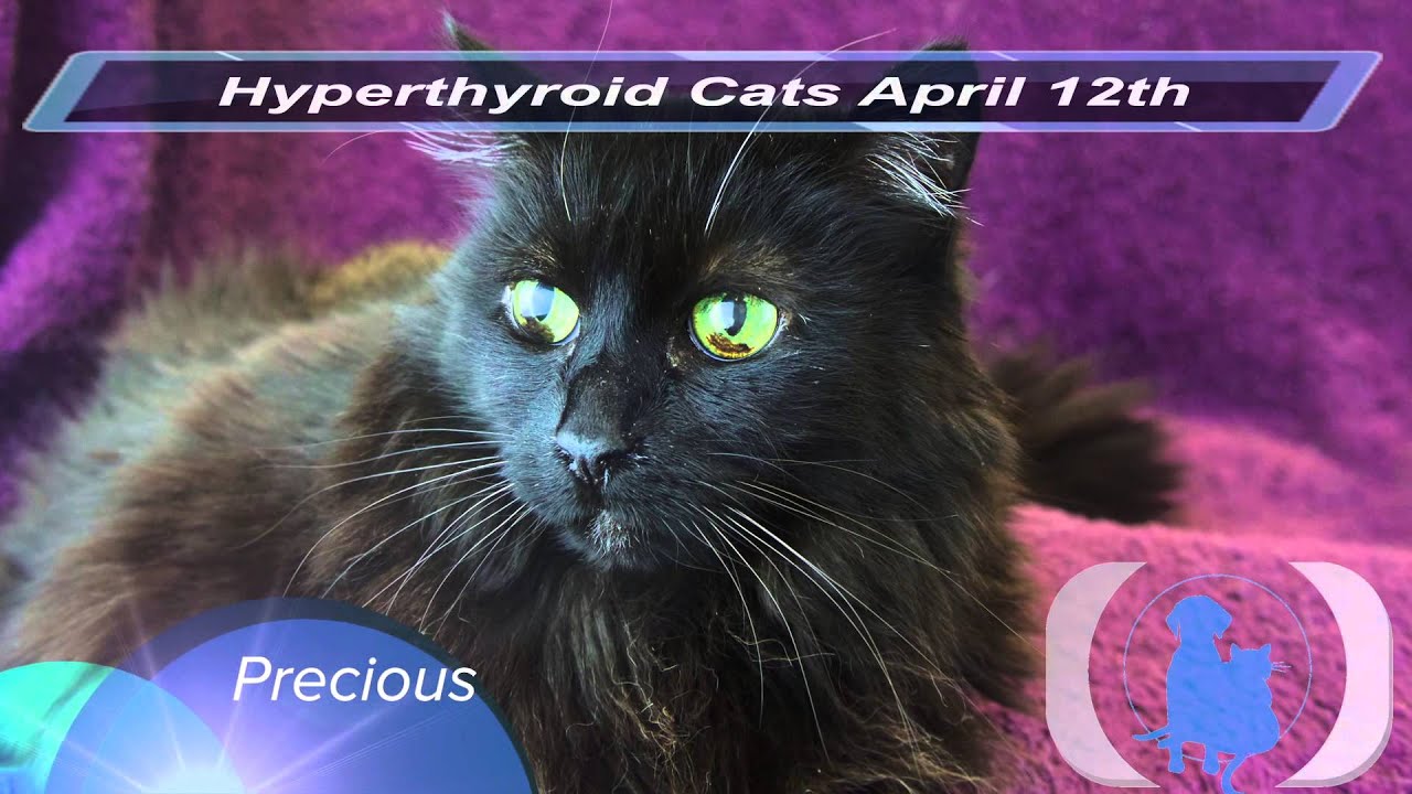 Hyperthyroid Cats April 12th - YouTube