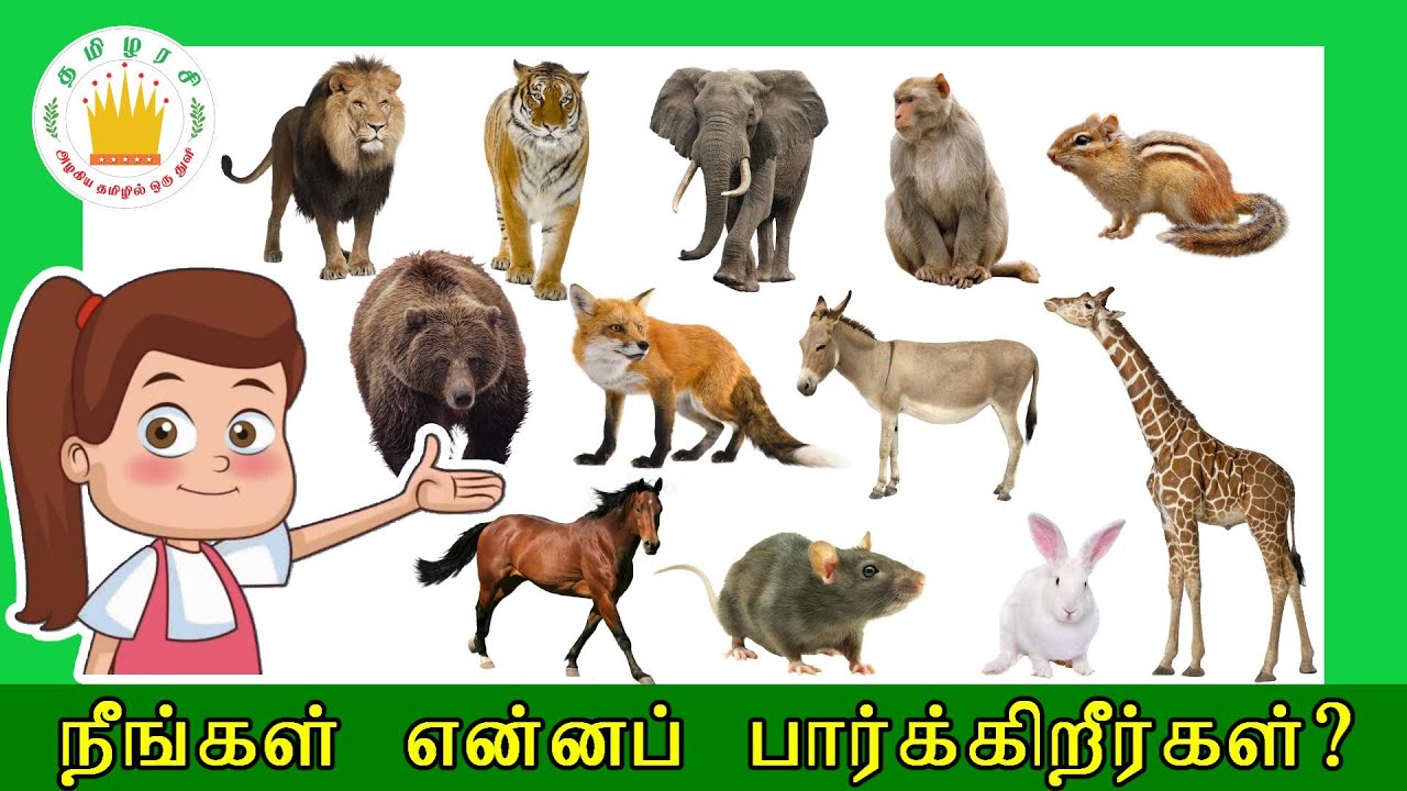 *NEW* Vilangugal in Tamil Kids Song |What Do You See? Song |Animals ...