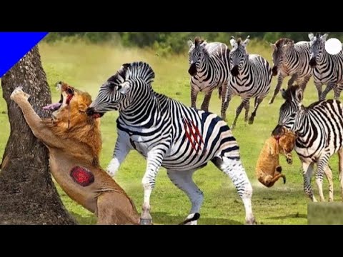 Animals That Can Defeat Predators With Dangerous Teamwork | Wildlife ...