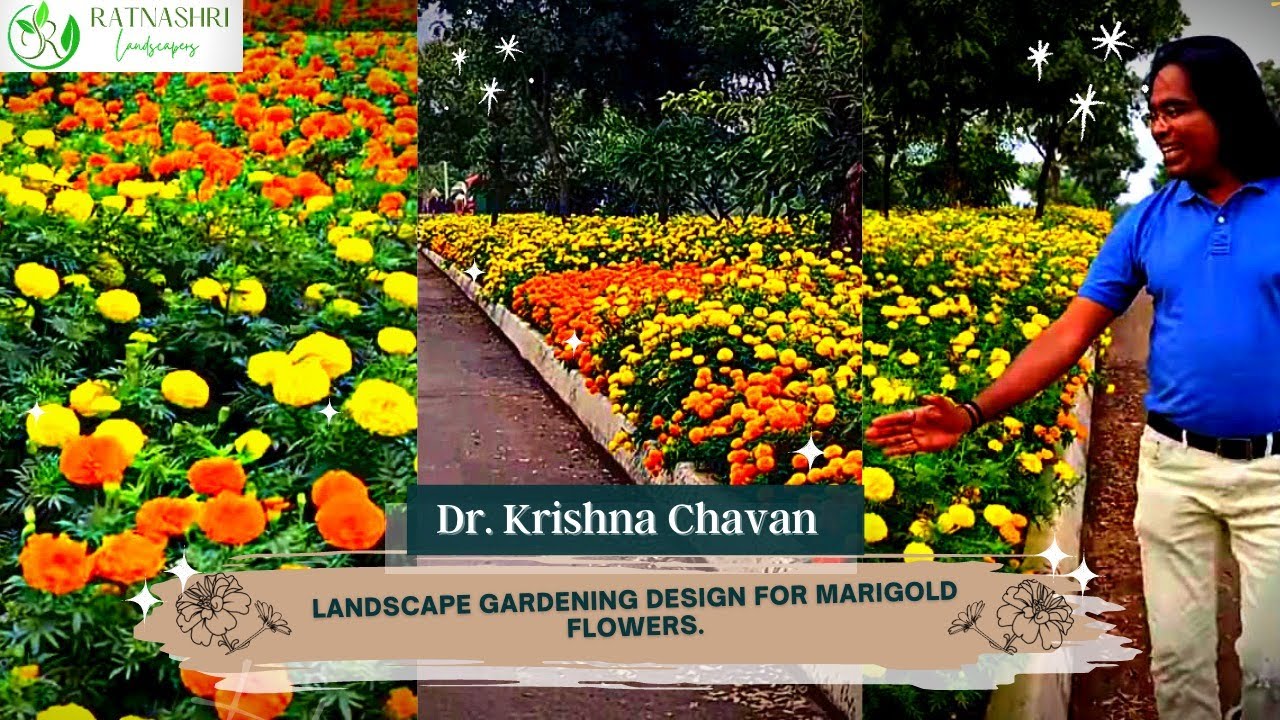 Marigold Flowers Landscaping Project | Millions of Marigold Landscaping ...