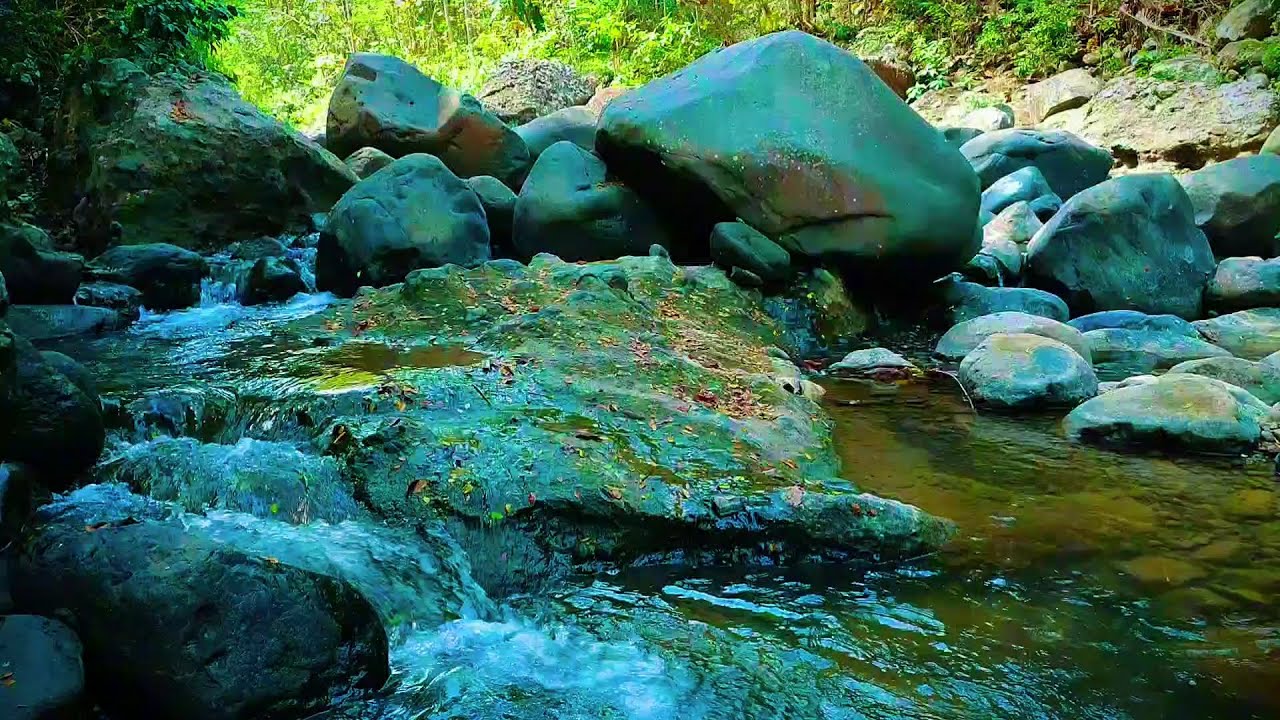 Gentle river sounds, peaceful water sounds, majestic forest sounds ...