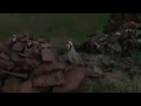 ÇATI (KURAK) AVINDAN KALANLAR / Bal_16_ Keklik Sesi / مطاردة الحجل Rebhuhn куропатка Partridge 鹧鸪