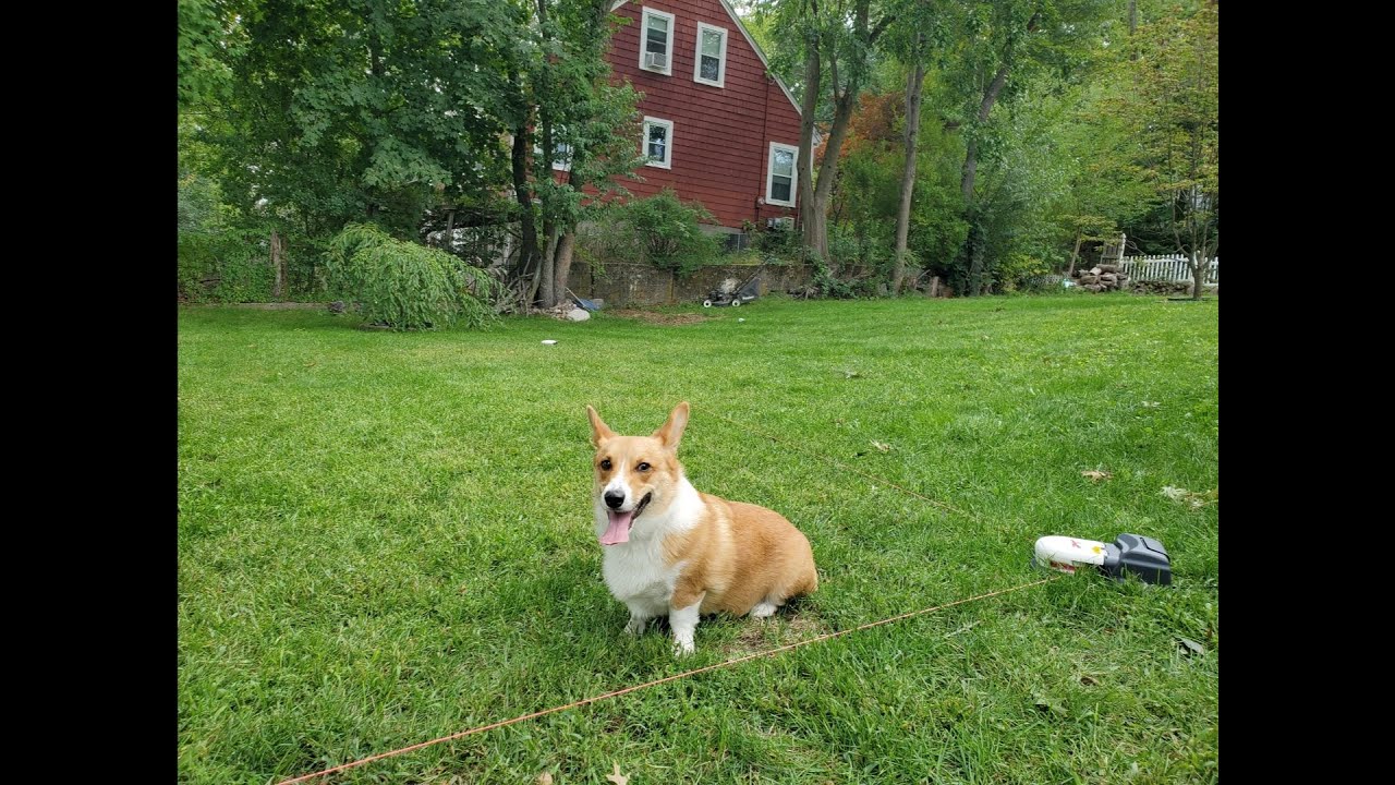 Corgi exercise - RICKY - Randolph, Massachusetts - 09/23/2022. - YouTube
