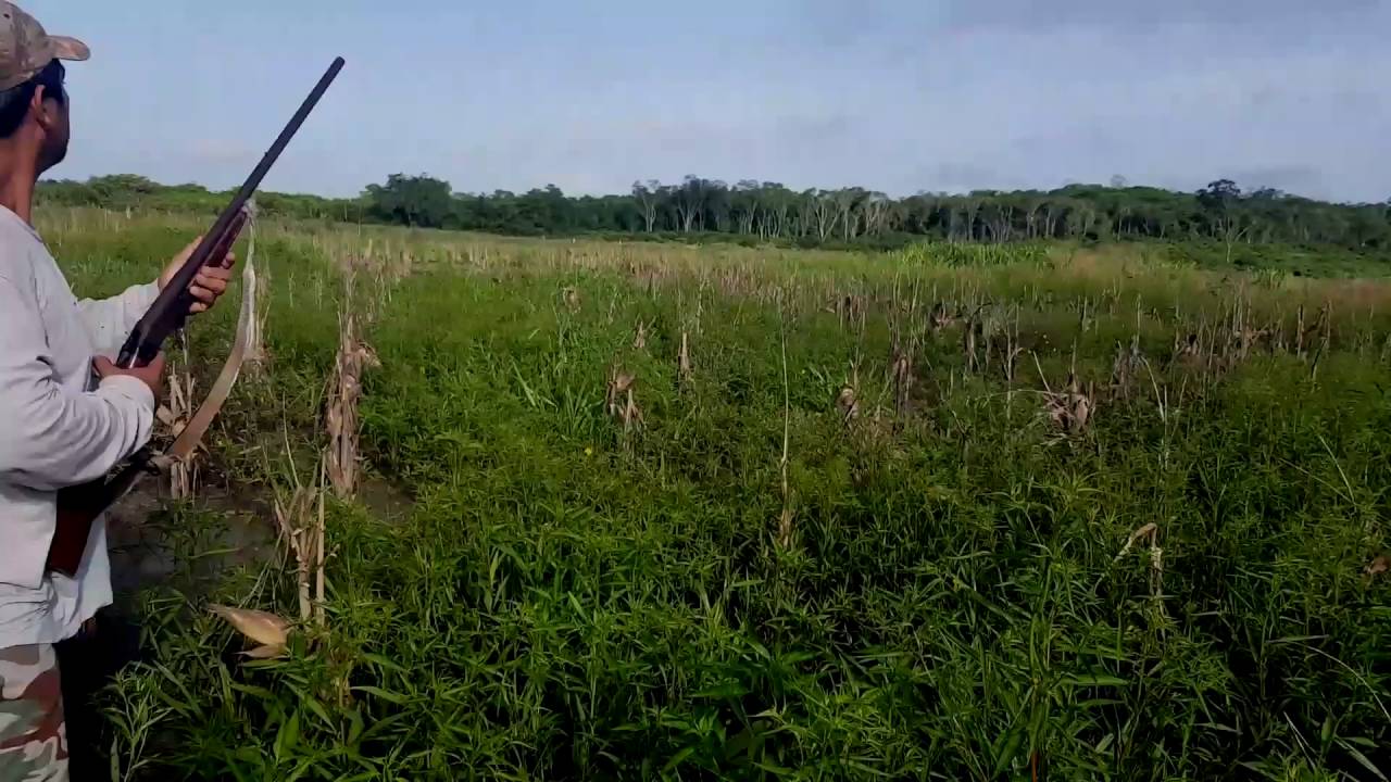 Hunting Ducks mid season/ Cazando patos mitad de temporada - YouTube