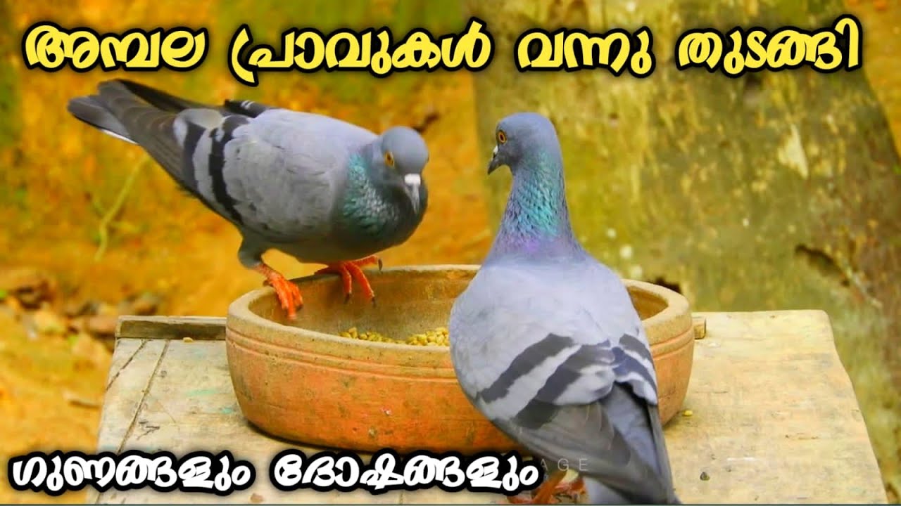 എന്റെ വീട്ടിൽ അമ്പല പ്രാവുകൾ വന്നു തുടങ്ങി.. ഗുണങ്ങളും ദോഷങ്ങളും # ...