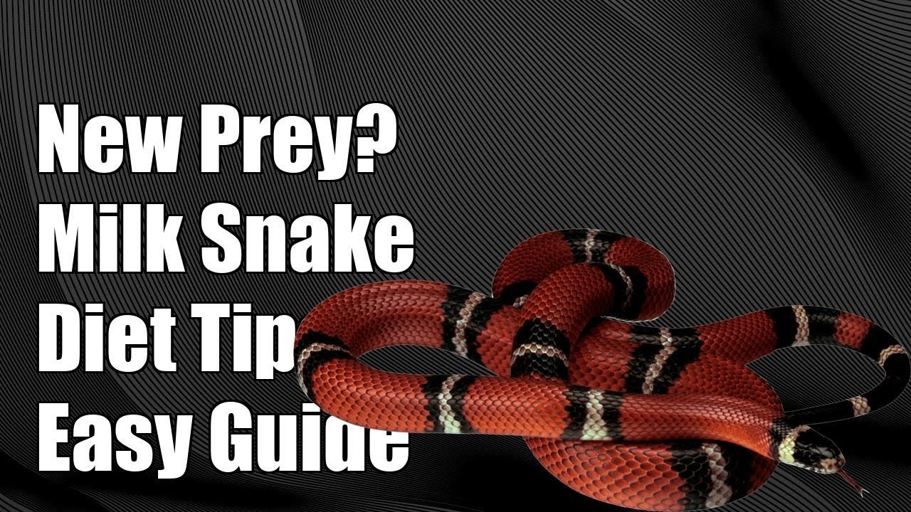 How do I introduce new prey items to my milk snake's diet? - YouTube