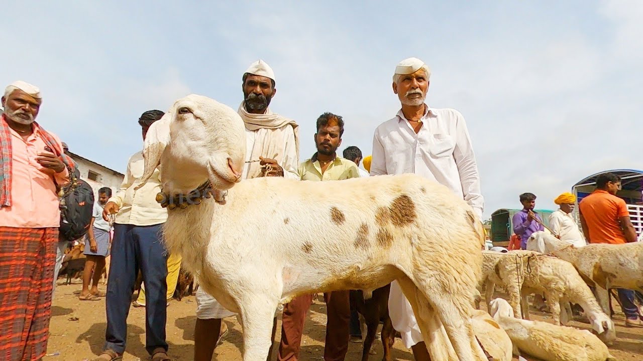 Rs. 25000 for Mouli breed sheep - YouTube