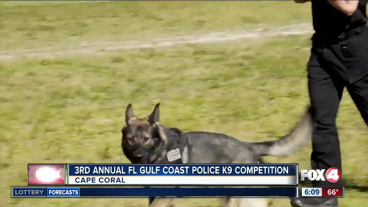 Florida Gulf Coast police K9 competition planned this weekend - YouTube