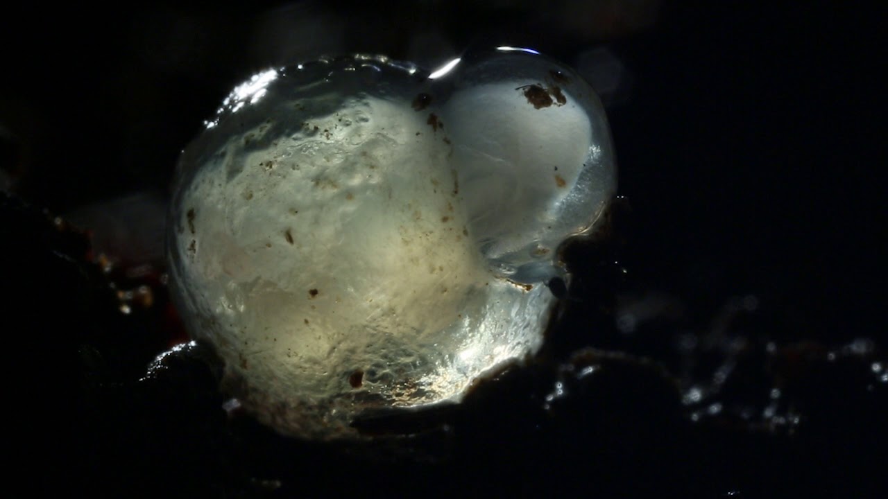 Oeufs et embryons de limace léopard - YouTube