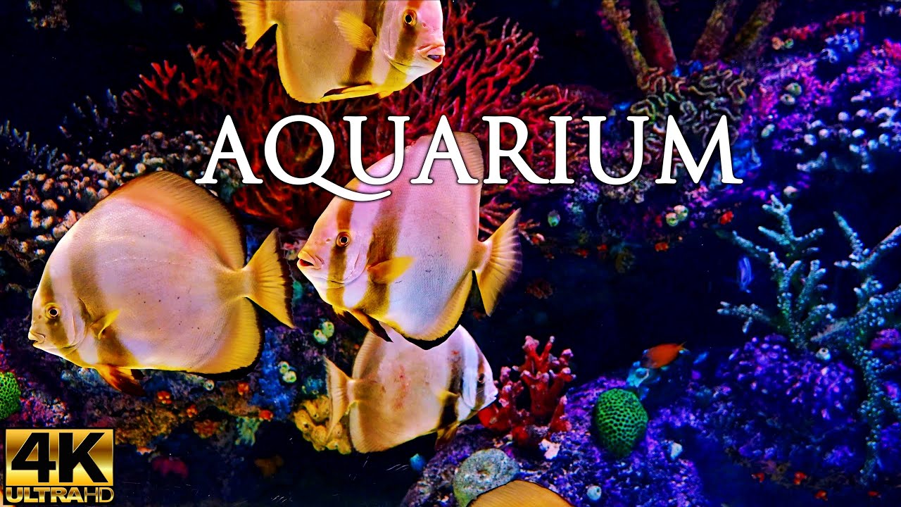 The BEST Aquariums in 4k : Vibrant Fish & Relaxing Underwater Sounds ...