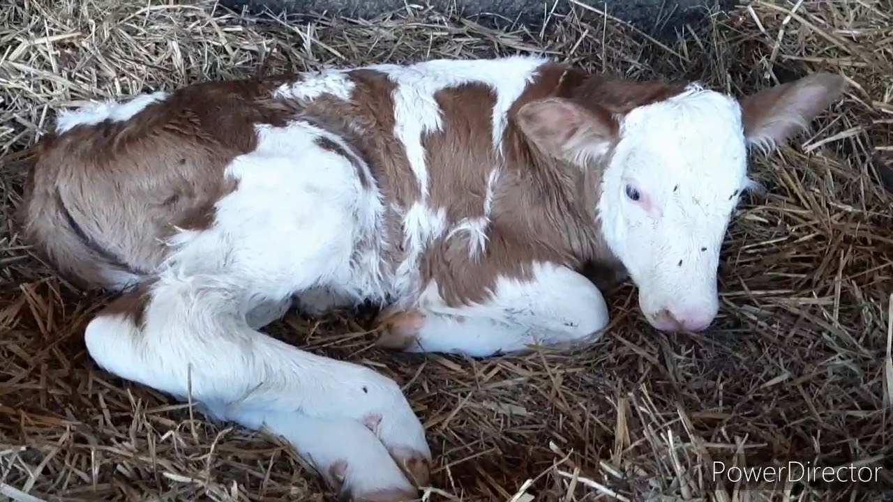 A fatat vaca!! Baltata românească - YouTube