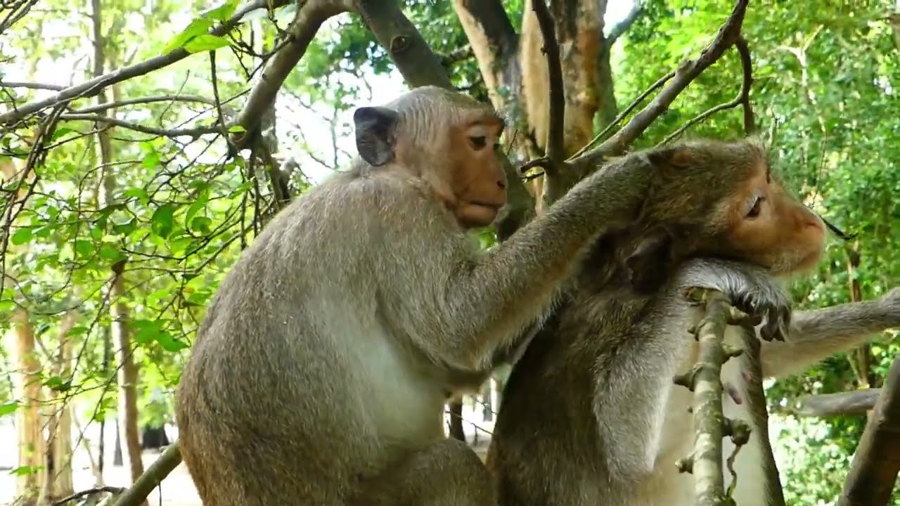 Shocking! Monkey April Aggressive Warning Monkey Jasper Without Mistake ...