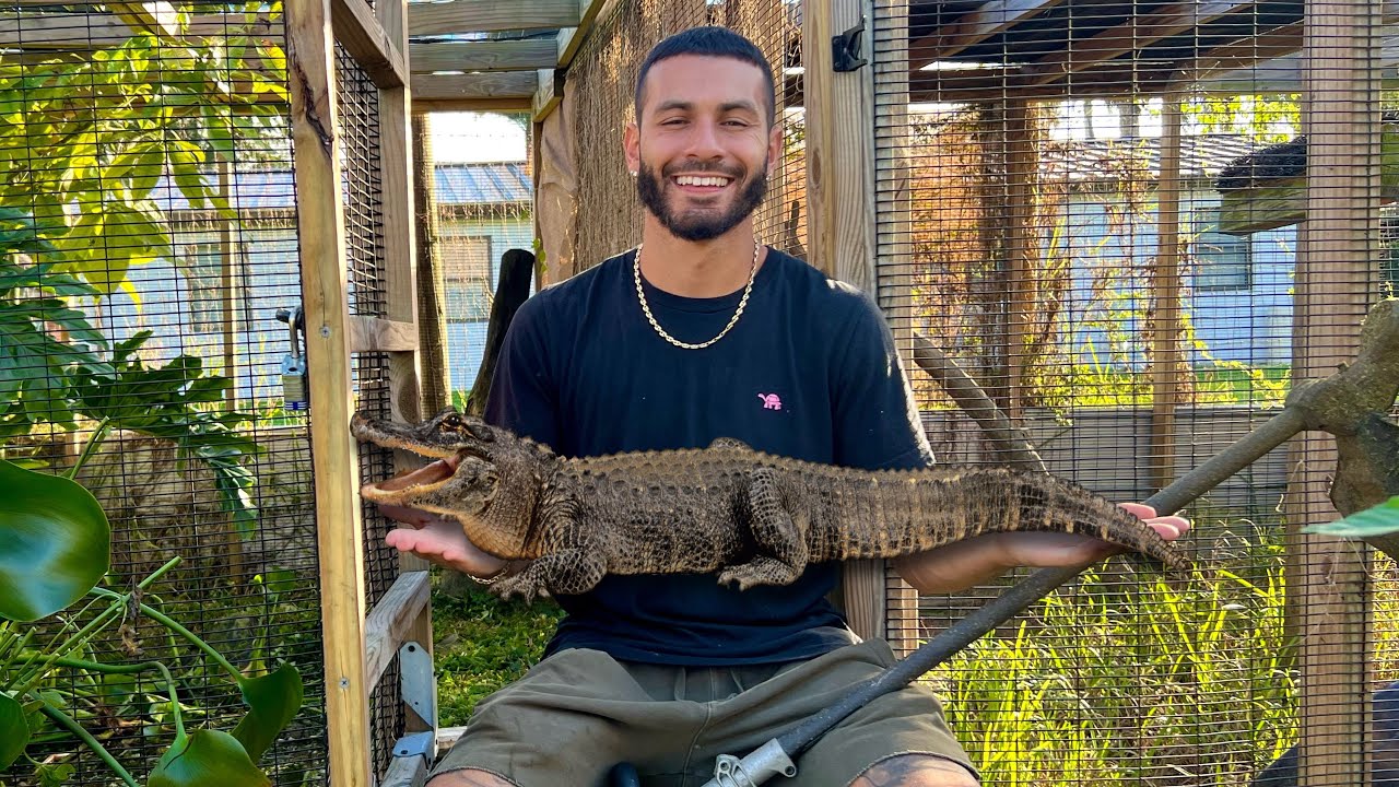 CLEANING My ALLIGATORS ENCLOSURE! - YouTube