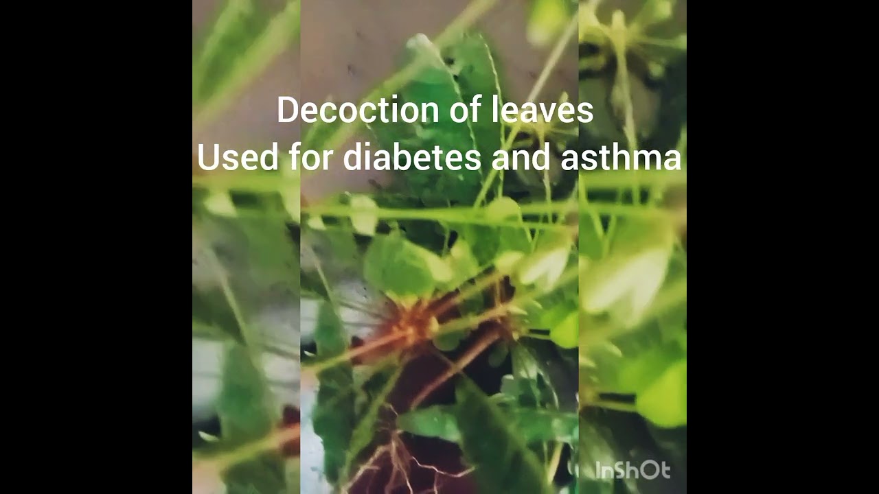 Medicinal uses of Mukkutti - YouTube