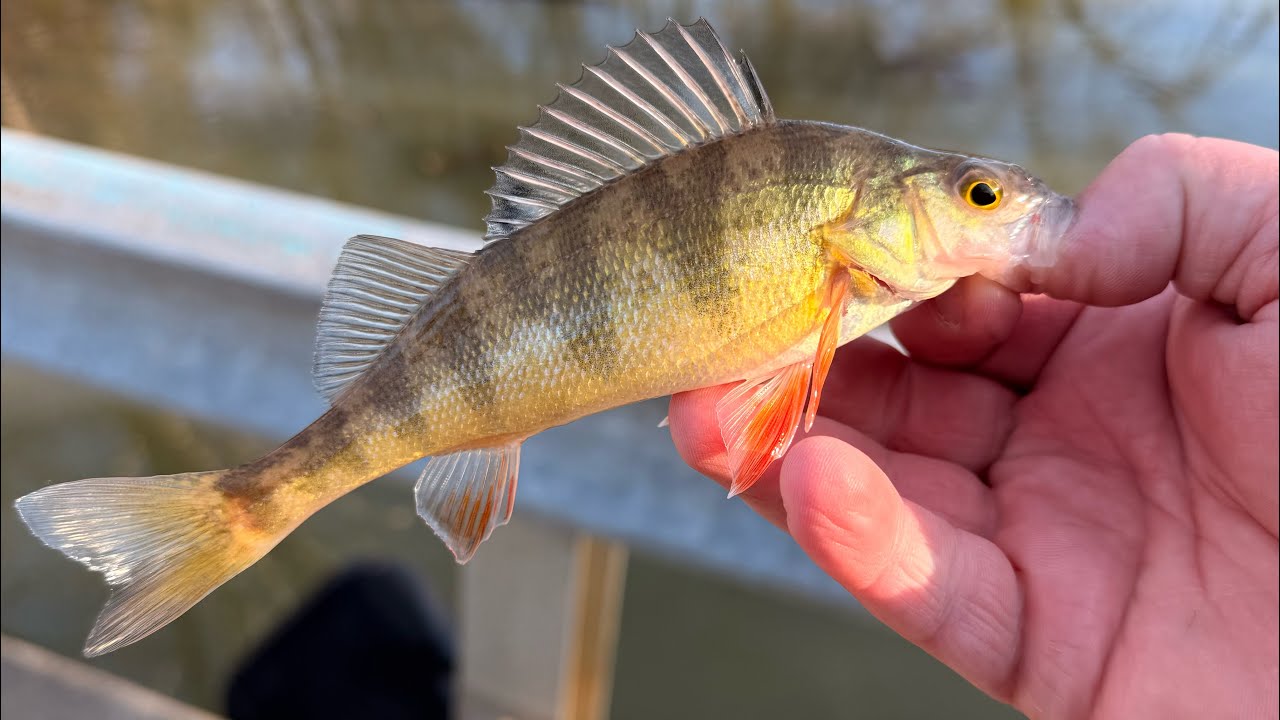 Winter bank fishing and vehicle problems - YouTube