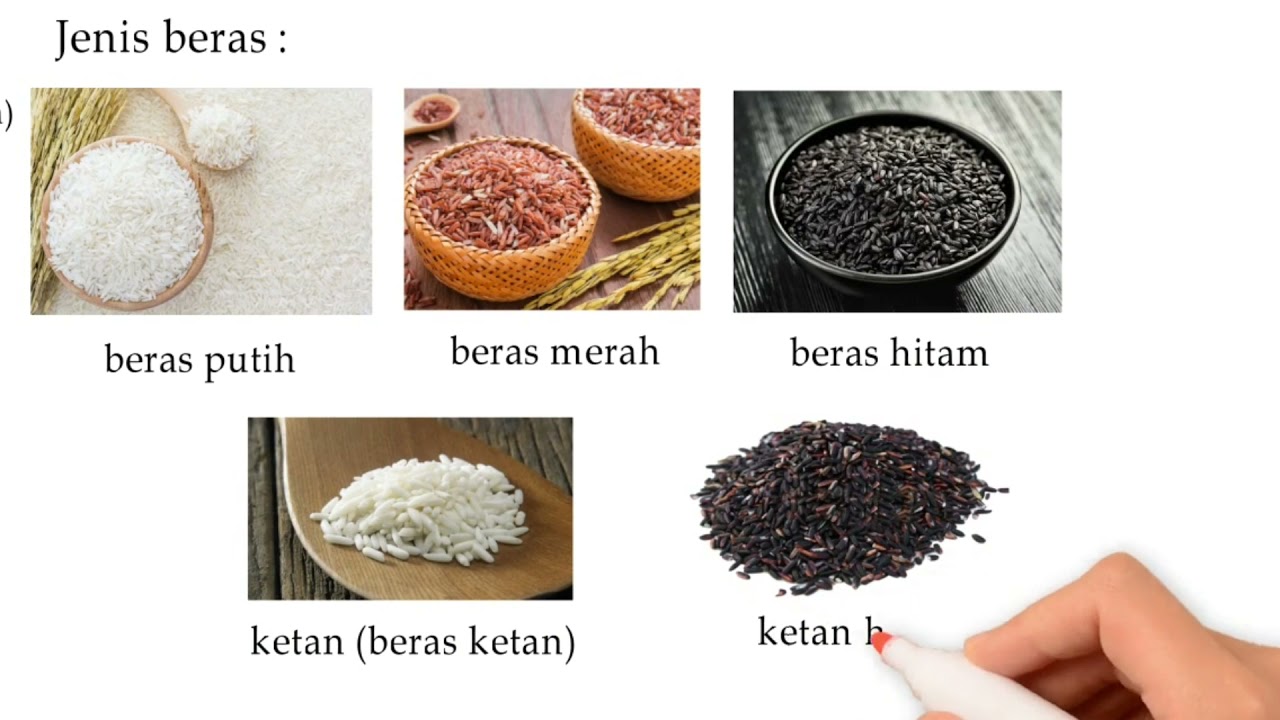 PRAKARYA 8 I JENIS SERELIA DAN MANFAATNYA - YouTube