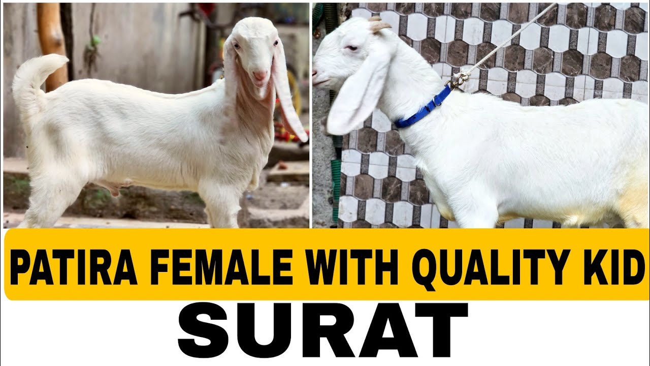 PATIRA FEMALE WITH KID | CONTACT IMRAN BHAI SURAT - YouTube