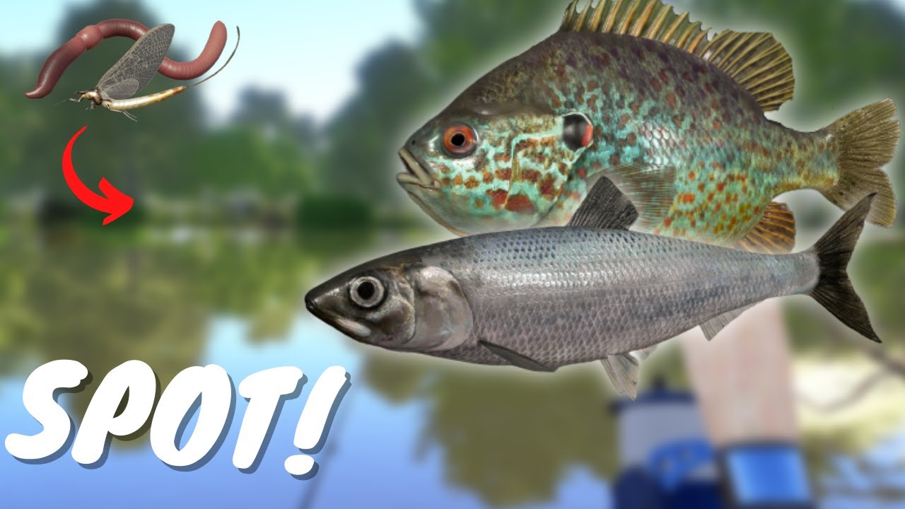 ACTIVE PONTIC SHAD & PUMKINSEED SUNFISH SPOT IN SEVERSKY DONETS! #453 ...