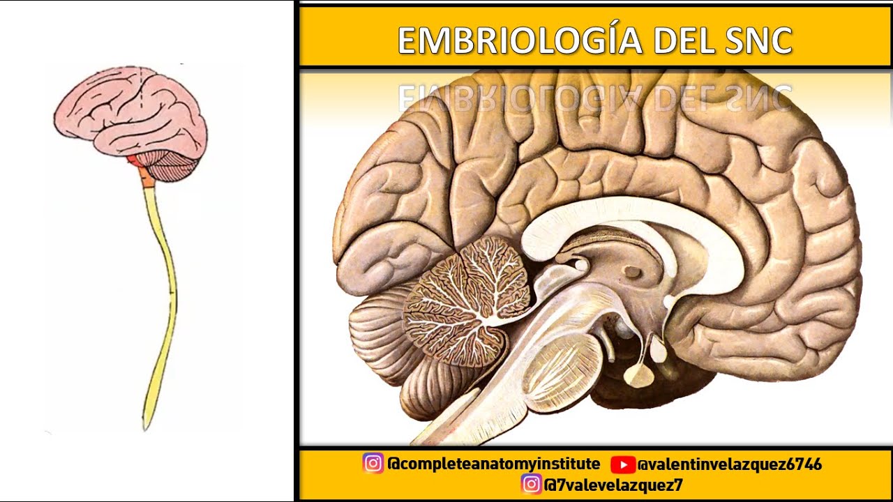 EMBRIOLOGÍA DEL SNC - Telencéfalo, diencéfalo, mesencéfalo, metencéfalo ...