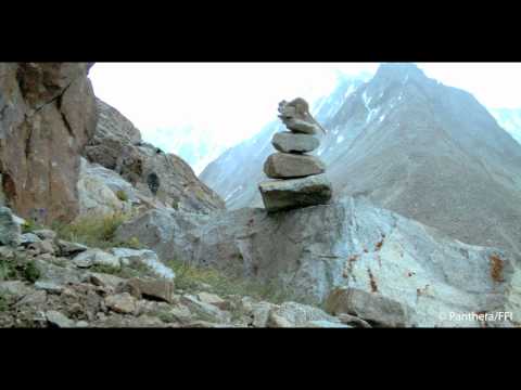 A weasel caught on camera - Tajikistan