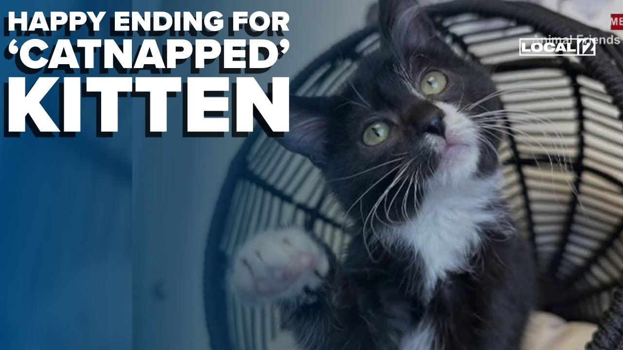 Ohio kitten up for adoption found miles away from shelter after being ...