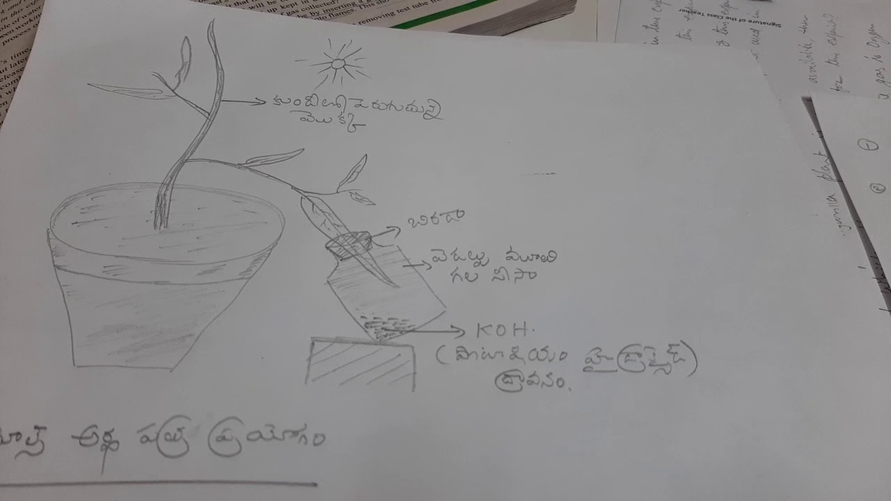 Biology, Mohl's half leaf experiment, 10th class - YouTube