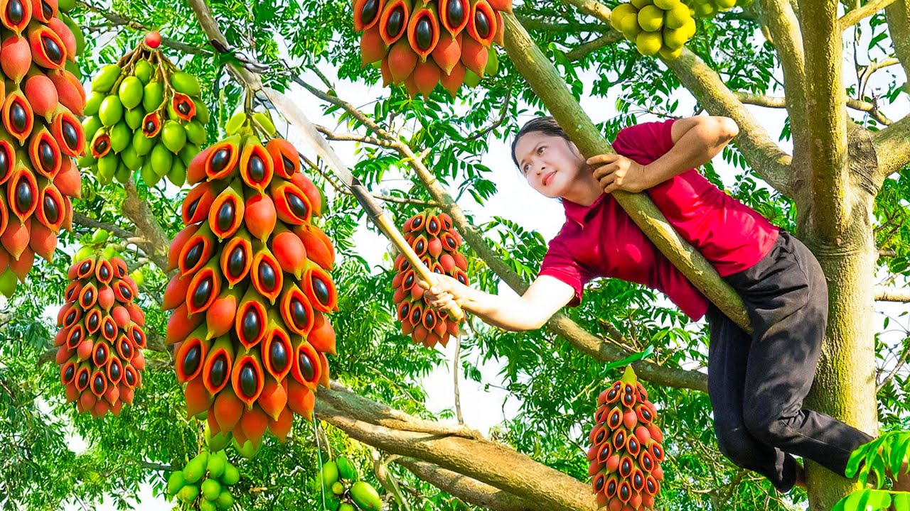 Harvesting Giant TOAD Fruit to Sell – Country Girl Uses Ancient ...