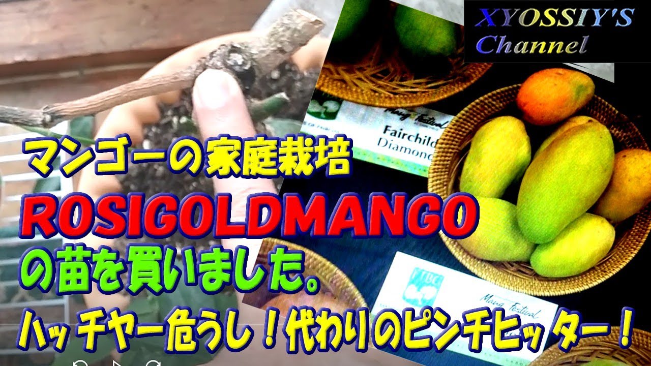 【XYOSSIYのライフチャンネル】ロジゴールドマンゴーの苗木を買いました。（Rosigold mango、果樹栽培、マンゴー栽培 ...