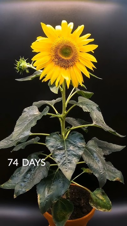 Seed to sunflower🌻 from grow #lapse #intertenment #gardening #garden ...