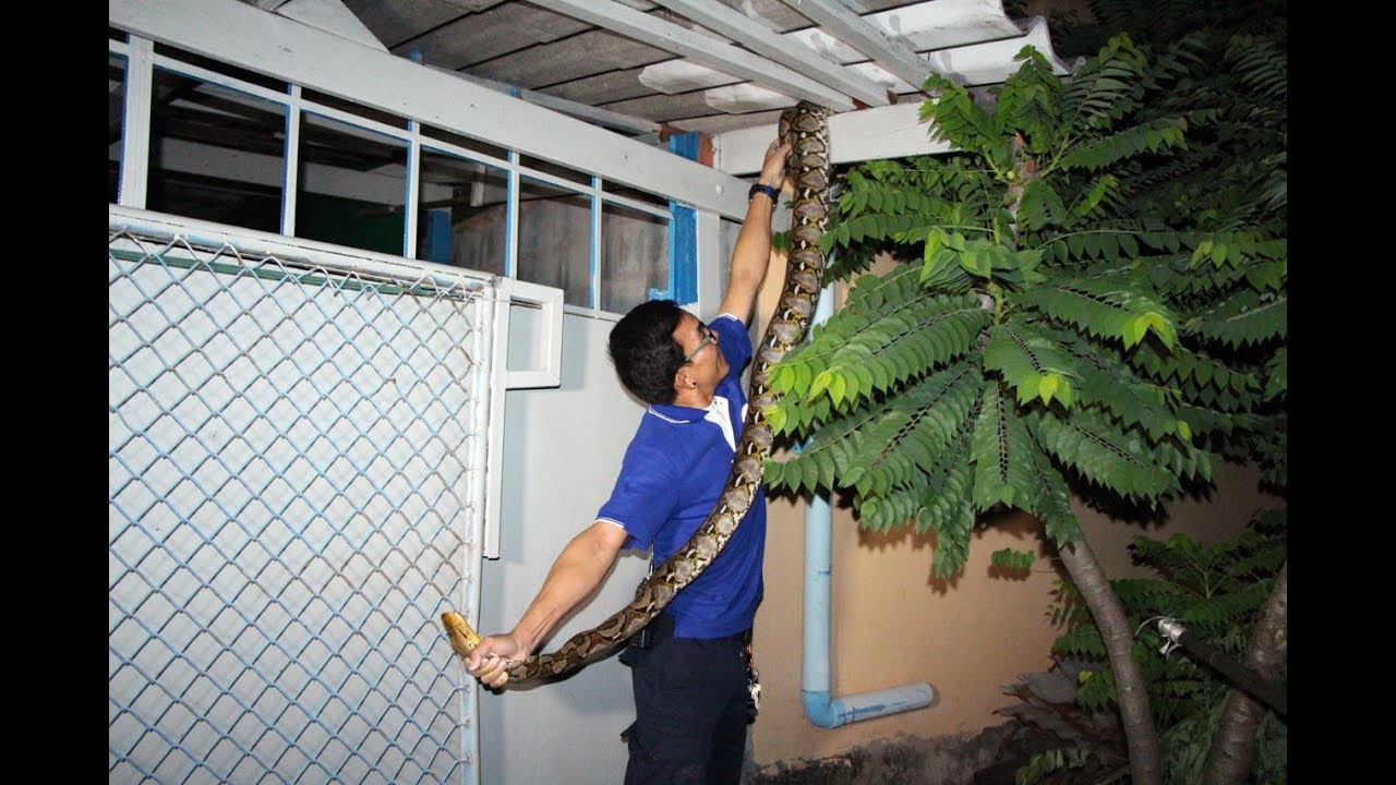 Pretty murderer backlash, 4-metre python & mandatory travel insurance ...