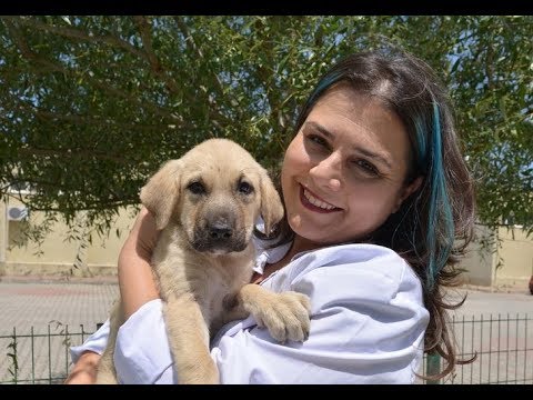 Köpek sevgisinin böylesi