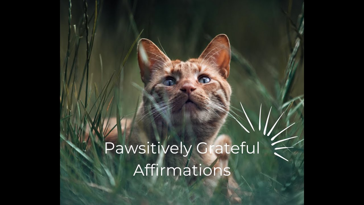 Pawsitively Grateful Affirmation Challenge - YouTube