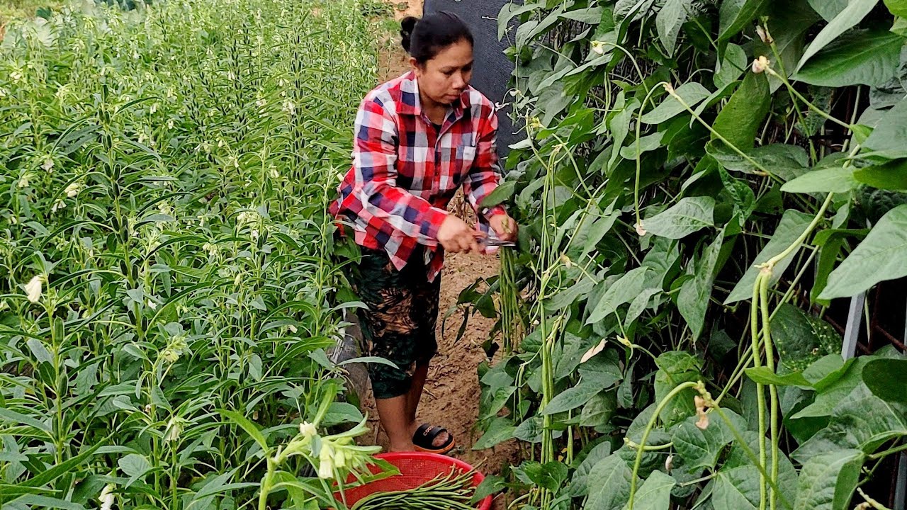 SITAW SA KOREA|NAG-ANI NG PANANIM NA MGA SITAW SA KOREA|HARVESTING LONG ...