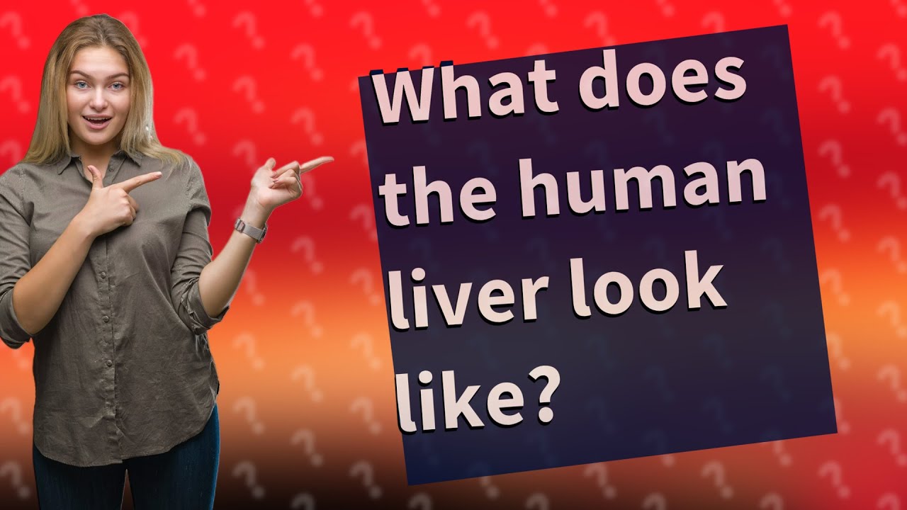 What does the human liver look like? - YouTube