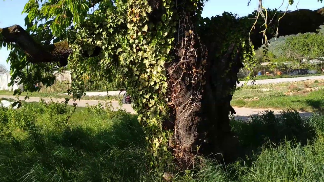 Ancient Cherry Tree (Prunus avium) in Heidelberg, Germany - YouTube
