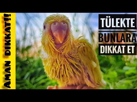 Tüy Dökümü Neden Olur, Tülek Nedir? Muhabbet Kuşu için Tülek Zamanı Ne Yapılır?