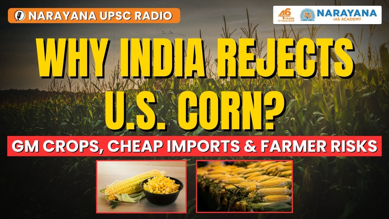 Why India Rejects U.S. Corn? | GM crops, cheap imports & farmer risks ...