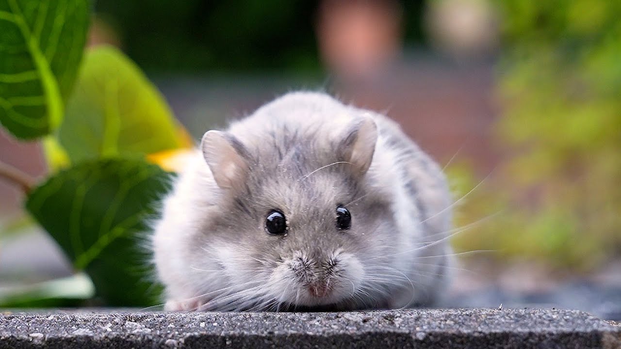 The Most Grumpy Hampter? - YouTube