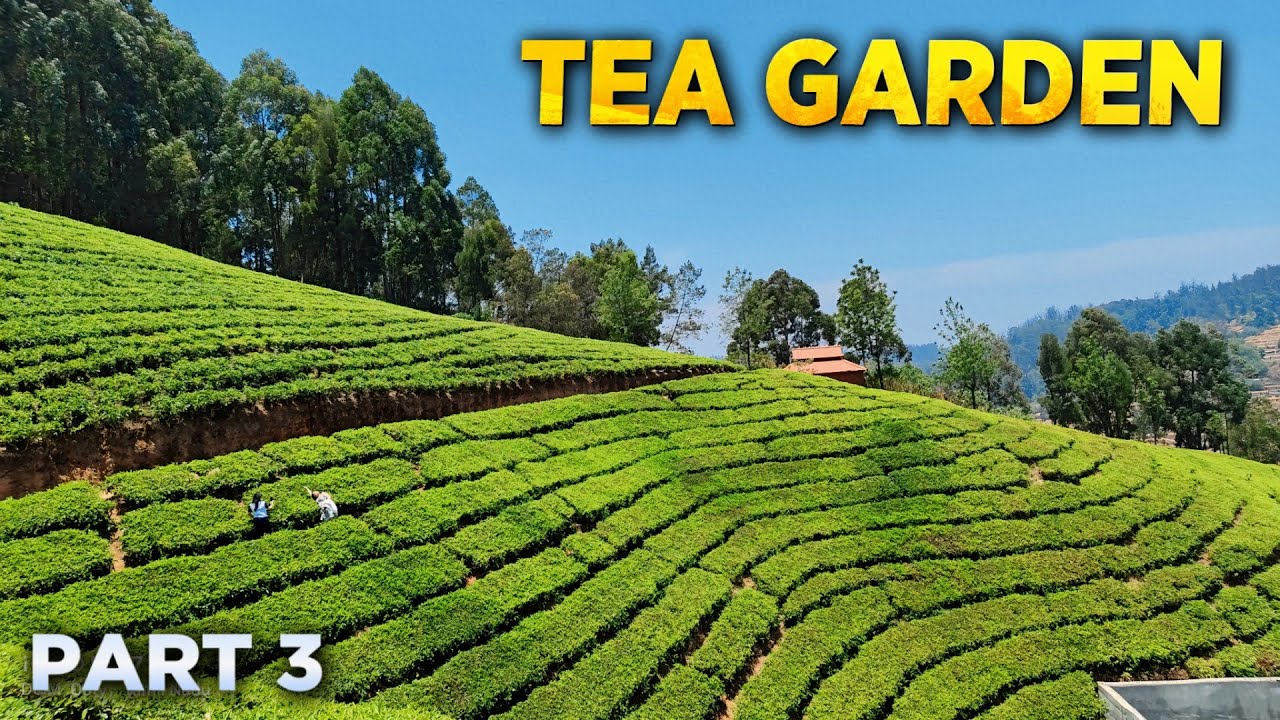 Amazing Tea Garden 😍 | Ooty Tourist Places | Part - 3 - YouTube