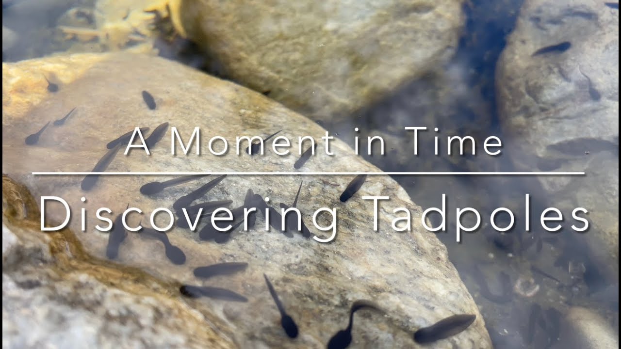A Moment in Time: Discovering Tadpoles - YouTube