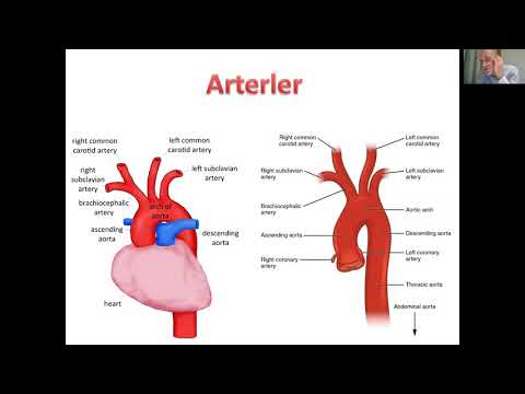 Kalp ve arteryal sistem  anatomisi