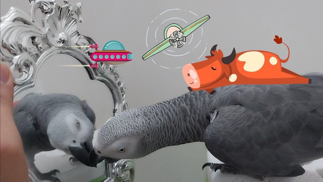 The Reaction Of Parrots When Faced With A Mirror🤯🤣😎 #greyparrot #طوطی ...